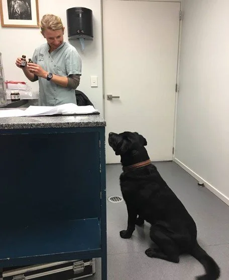 Contact | Get in Touch Now — The Natural Animal Health Clinic