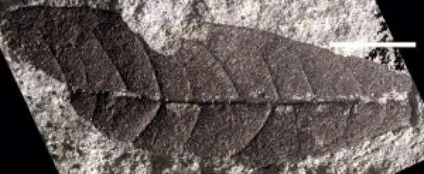 Fossilized Forest Discovered in Antarctica: A 280-Million-Year-Old ...