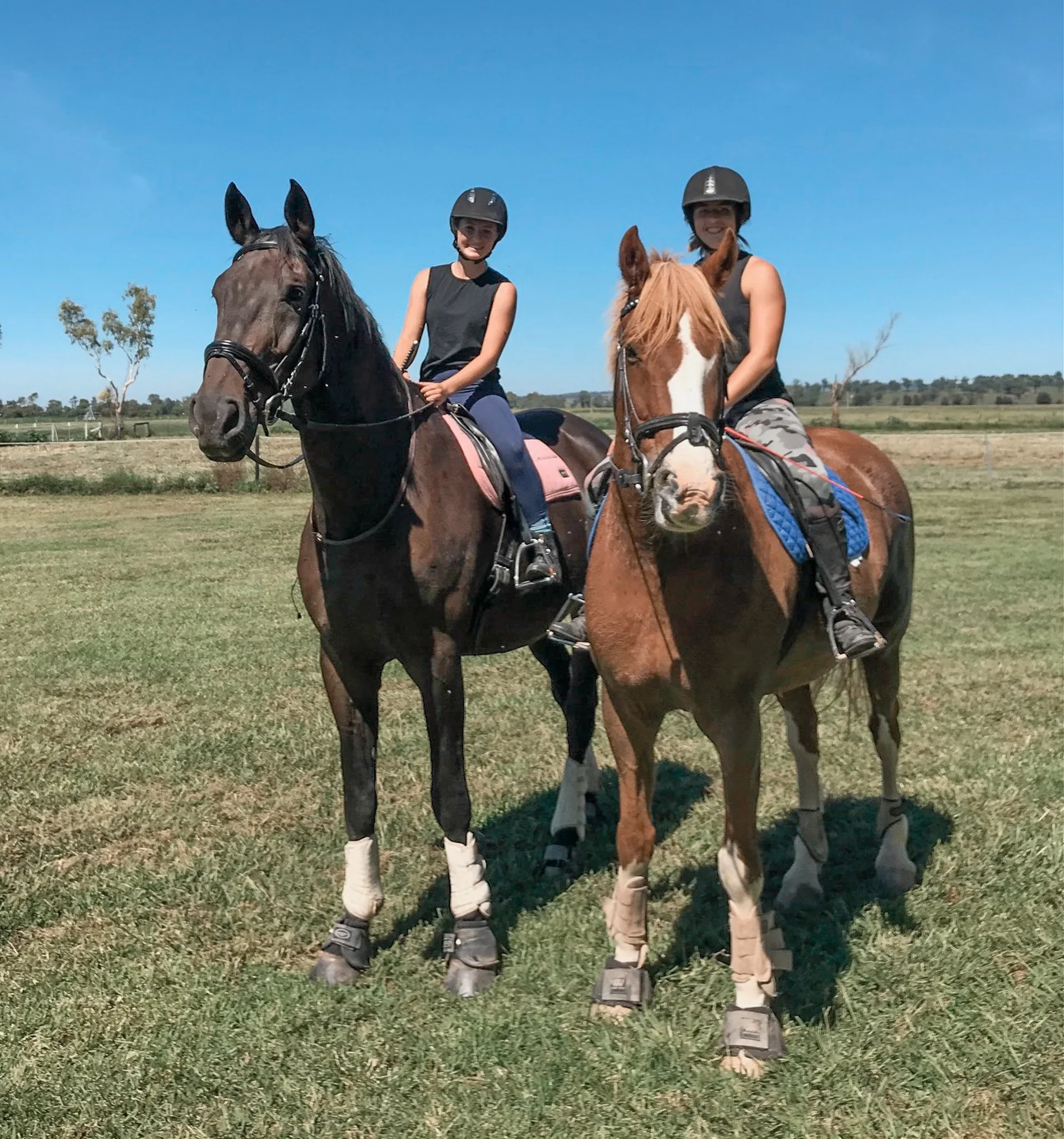 Coaches & Horses — Scone Equestrian Centre