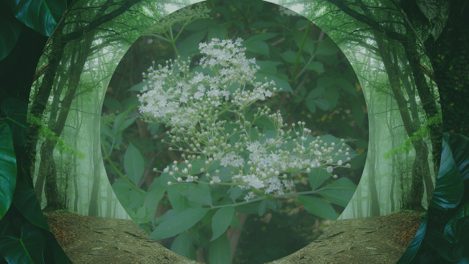 Learn More Bloom Library — Roots and Branches