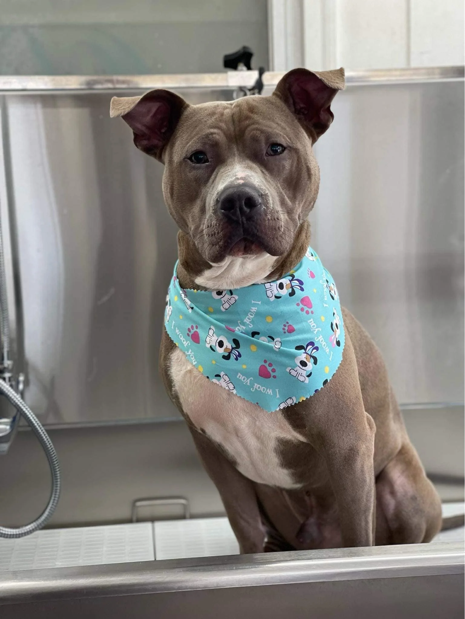 Reviews — Purrfectly Pampered Pet Spa