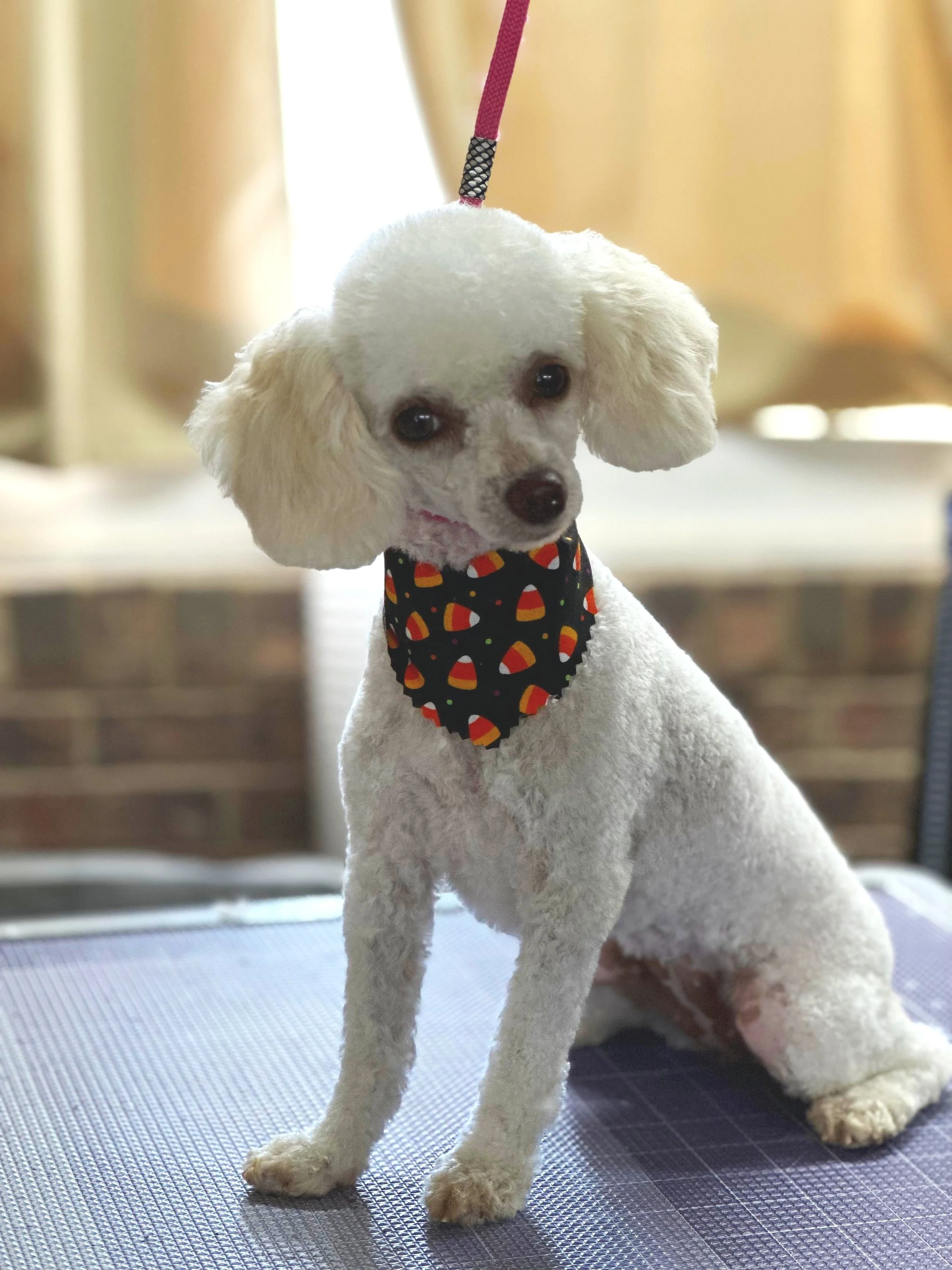 Reviews — Purrfectly Pampered Pet Spa