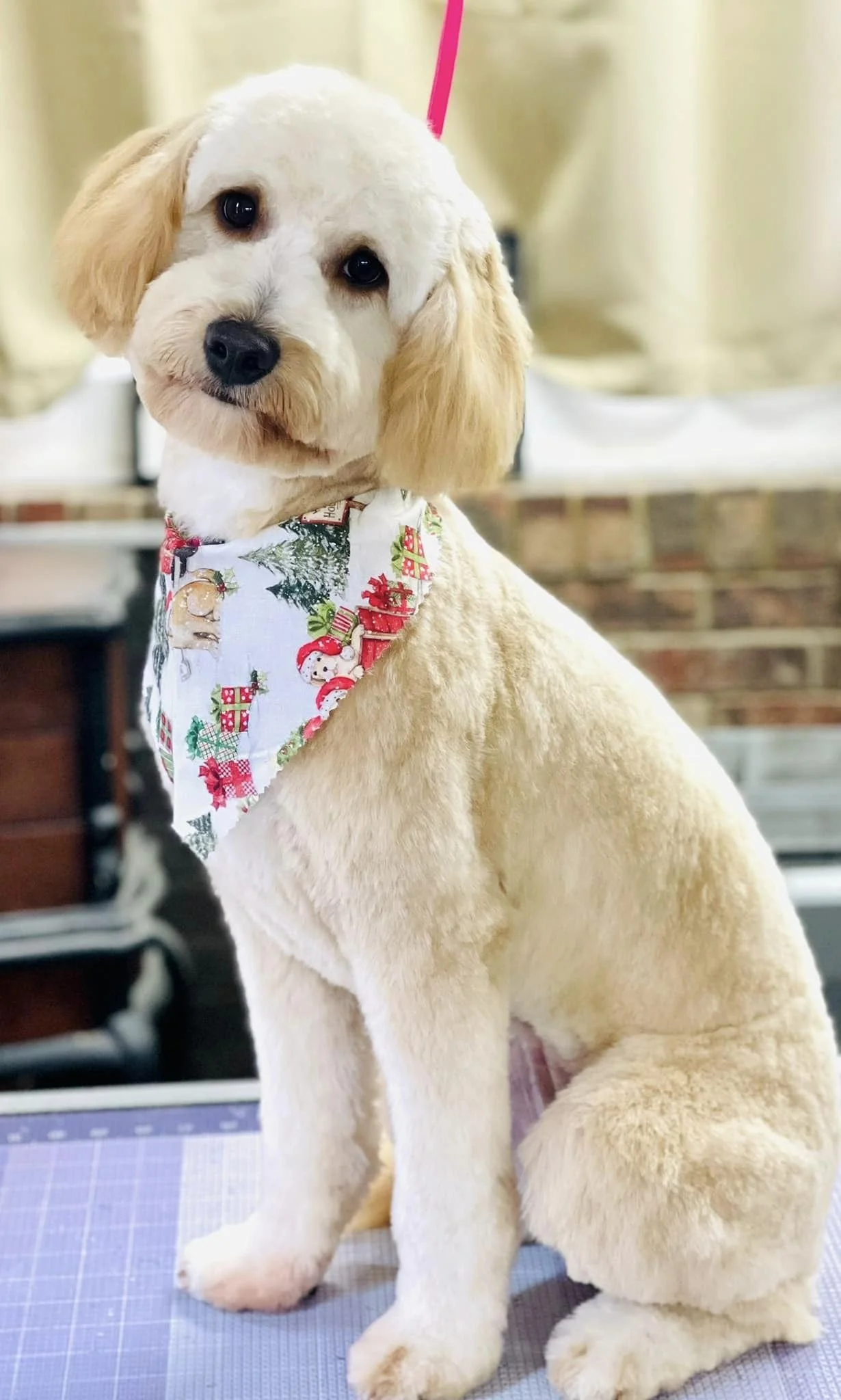 Spa Services — Purrfectly Pampered Pet Spa