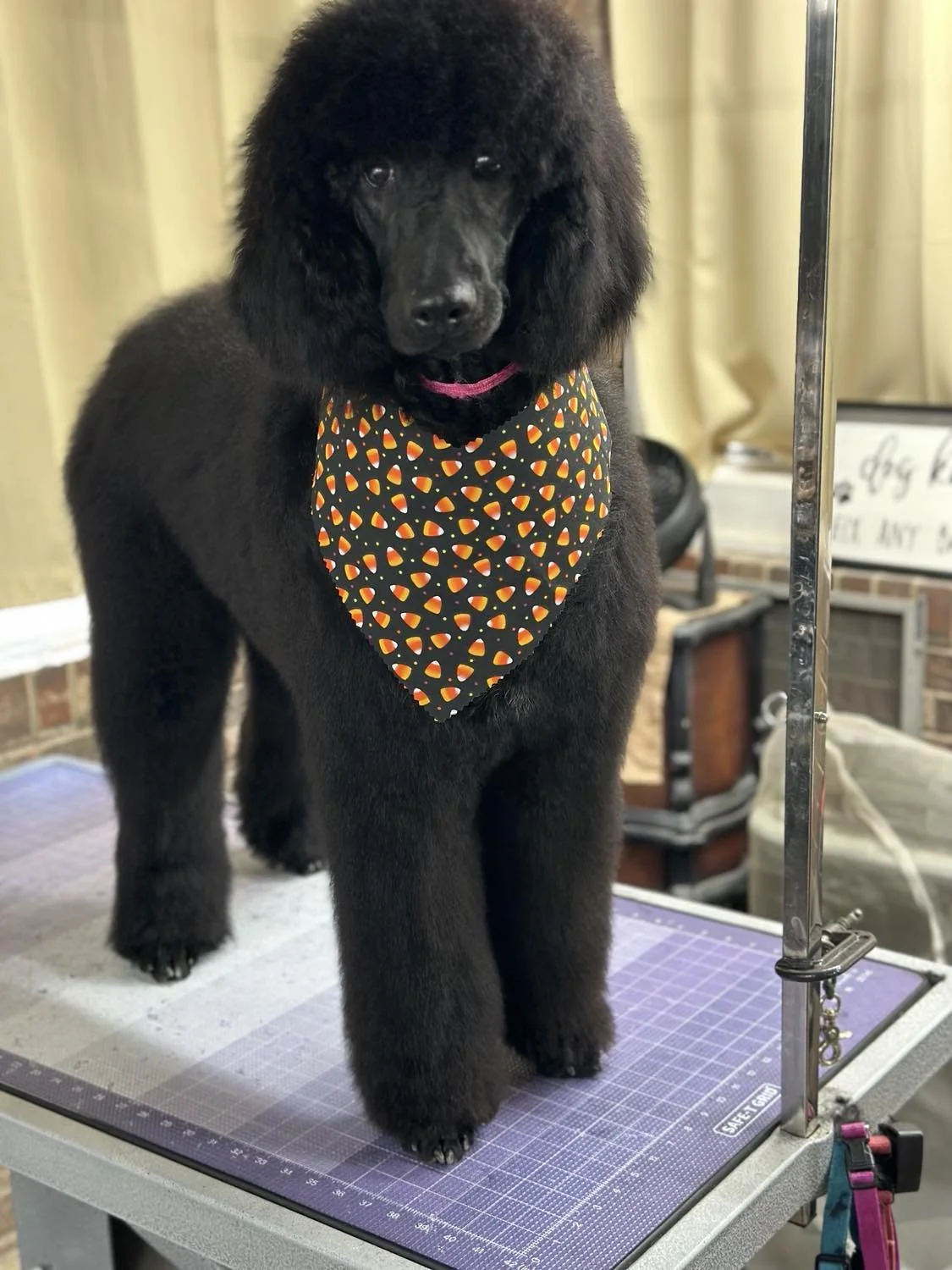 Spa Services — Purrfectly Pampered Pet Spa