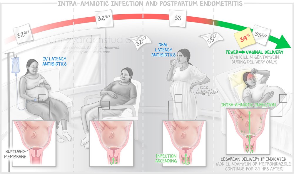 Obstetrics, Pregnancy Illustrations — Courtney Arden Studio
