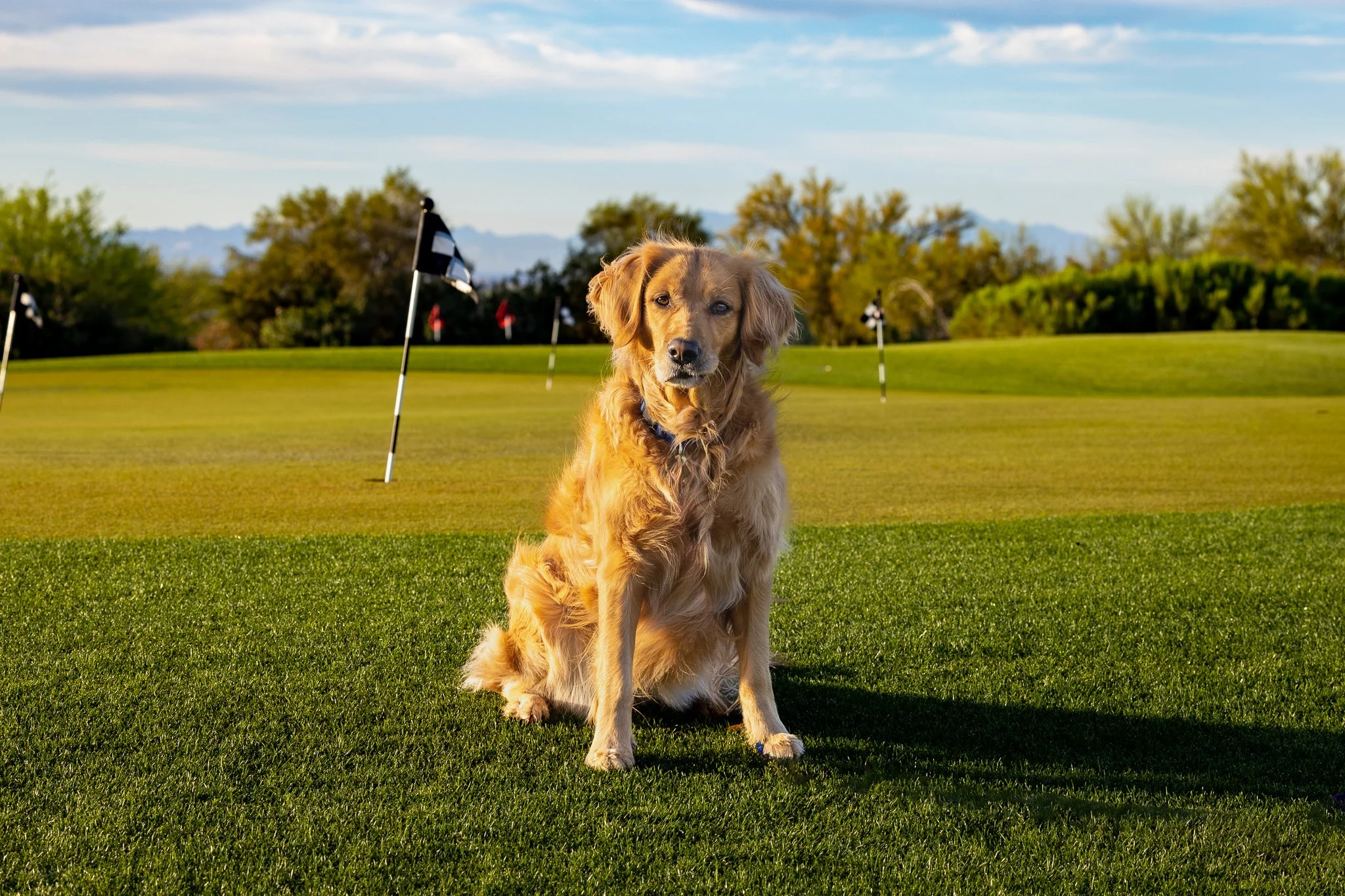 Adoption Process — Southern Arizona Golden Retriever Rescue