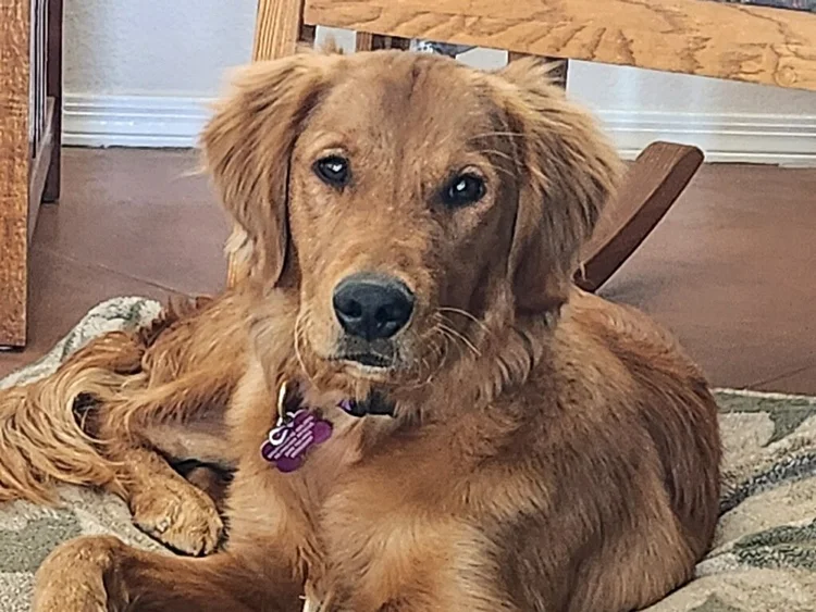 Adoptable Dogs — Southern Arizona Golden Retriever Rescue
