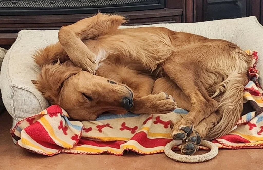 Adoptable Dogs — Southern Arizona Golden Retriever Rescue