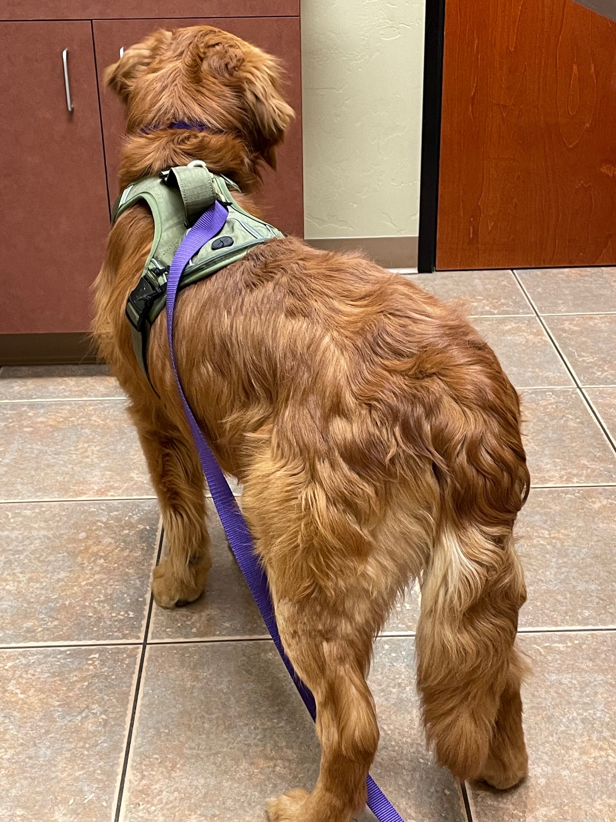 Adoptable Dogs — Southern Arizona Golden Retriever Rescue