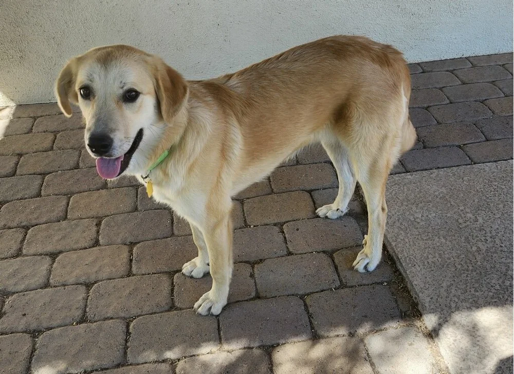 Adoptable Dogs — Southern Arizona Golden Retriever Rescue