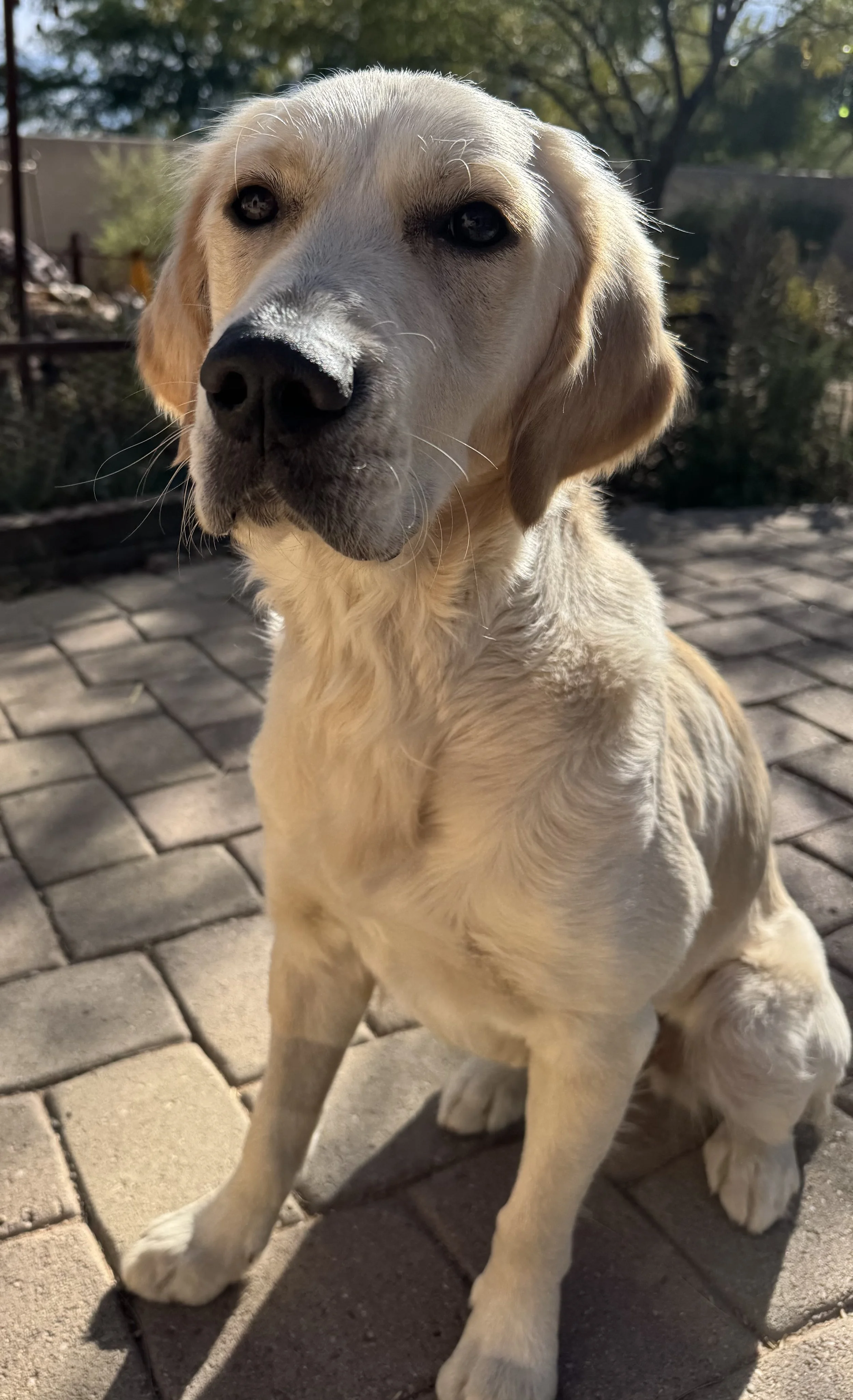 Adoptable Dogs — Southern Arizona Golden Retriever Rescue