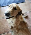 Adoptable Dogs — Southern Arizona Golden Retriever Rescue