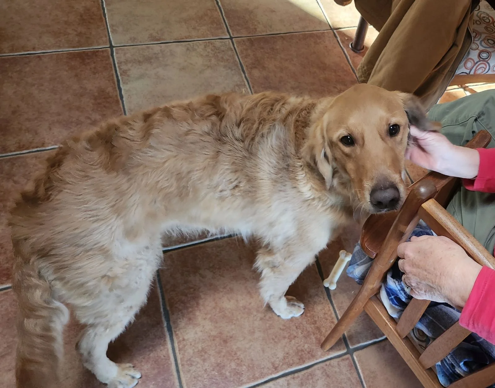 Adoptable Dogs — Southern Arizona Golden Retriever Rescue