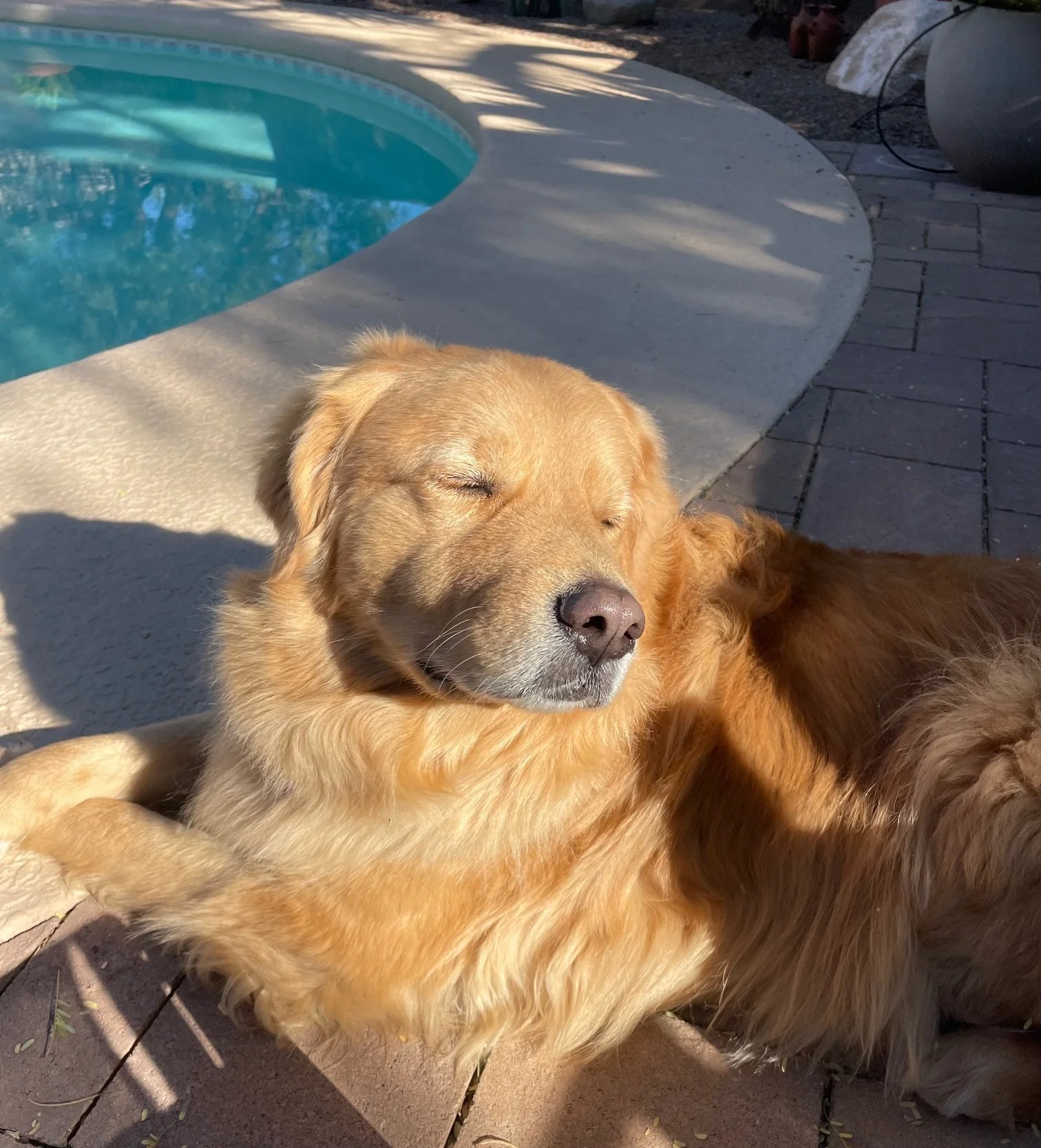 Adoptable Dogs — Southern Arizona Golden Retriever Rescue