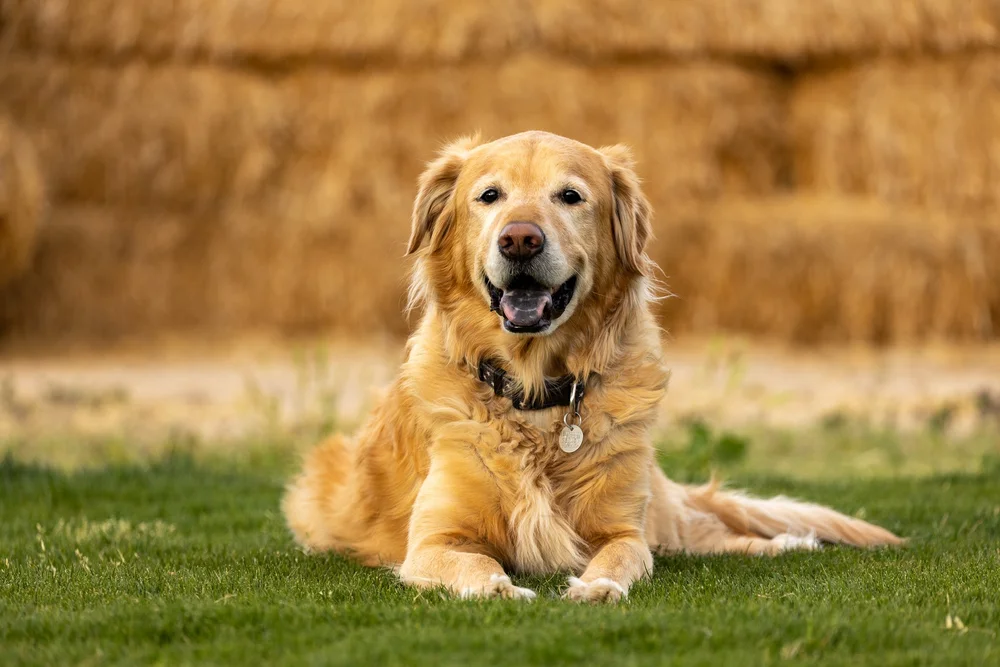 Adoption Process — Southern Arizona Golden Retriever Rescue