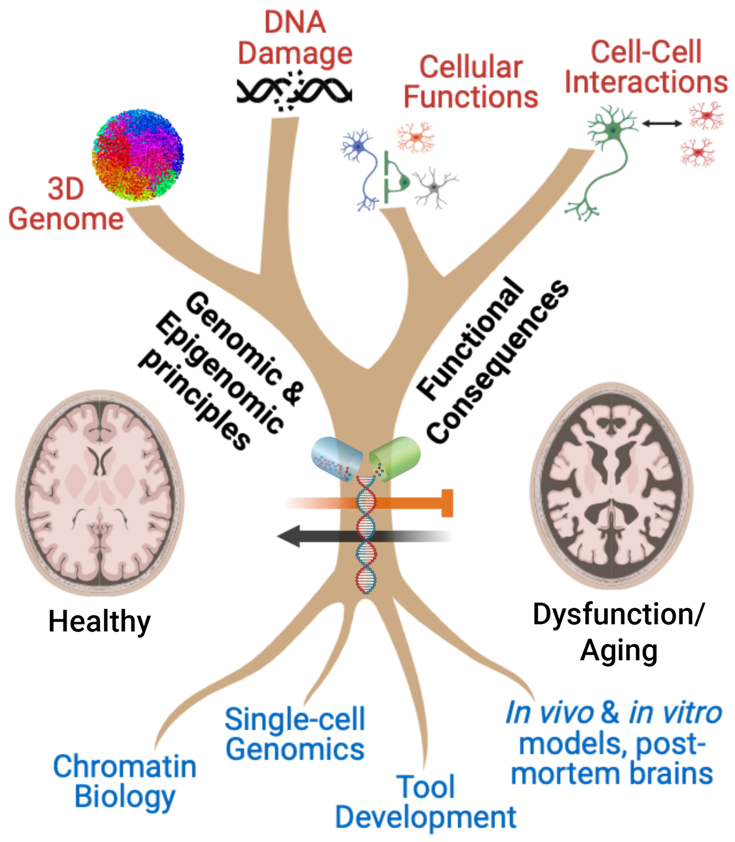 Research — Dileep Laboratory, Genomics and Epigenomics of the Brain ...