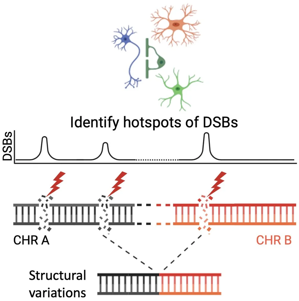 Research — Dileep Laboratory, Genomics and Epigenomics of the Brain ...