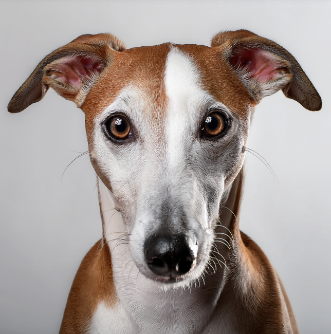 Adoptable Greyhounds — Greyhounds Only, Inc