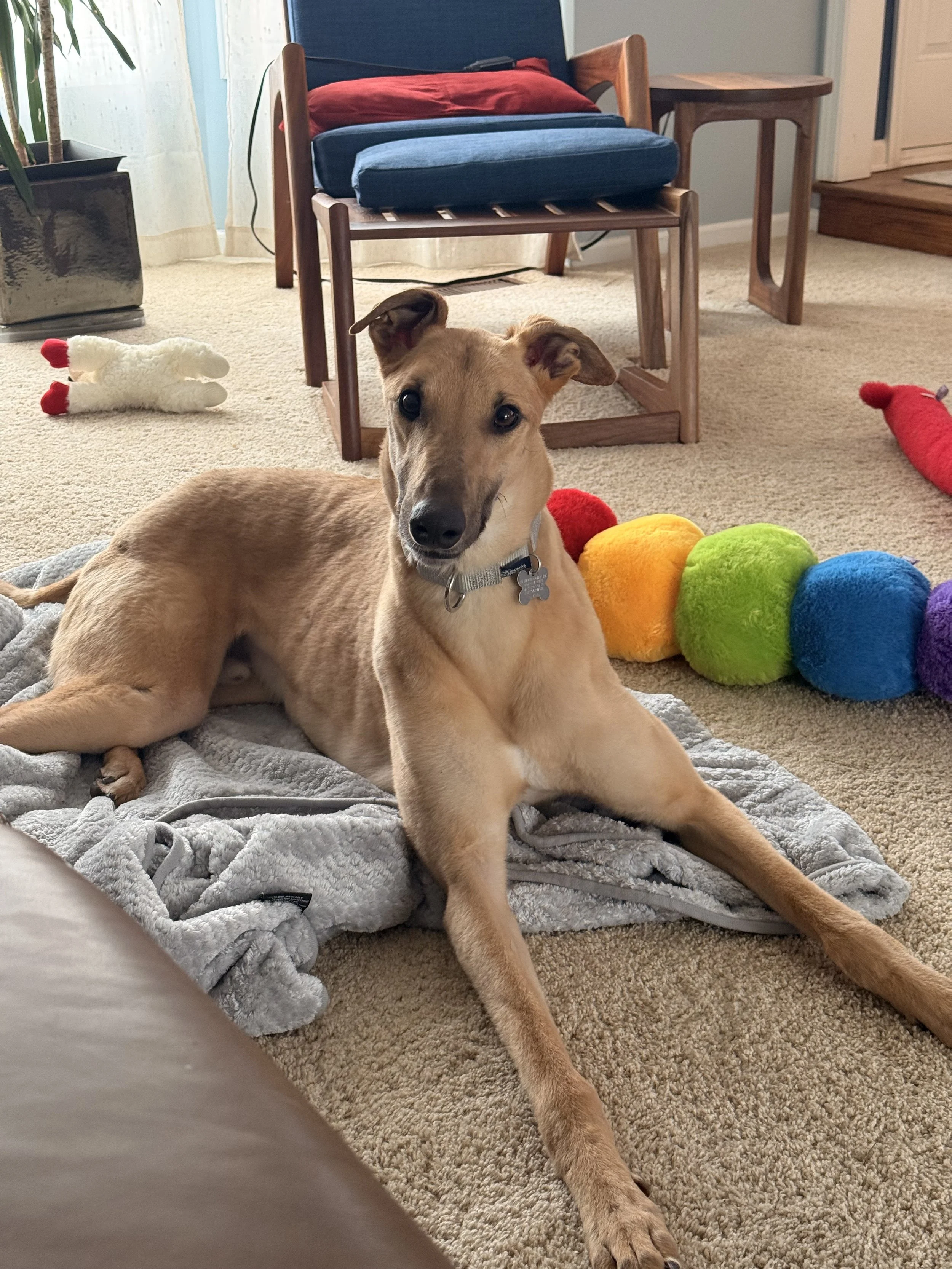 Adoptable Greyhounds — Greyhounds Only, Inc