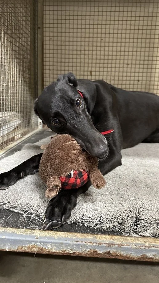 Adoptable Greyhounds — Greyhounds Only, Inc