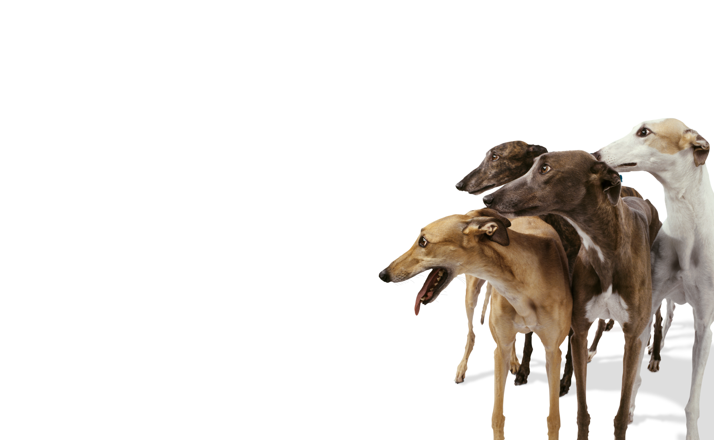 Greyhounds Only, Inc
