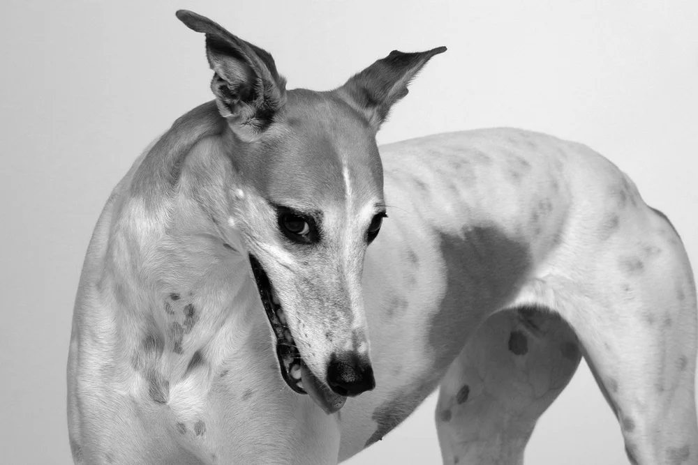 Foster a Greyhound — Greyhounds Only, Inc