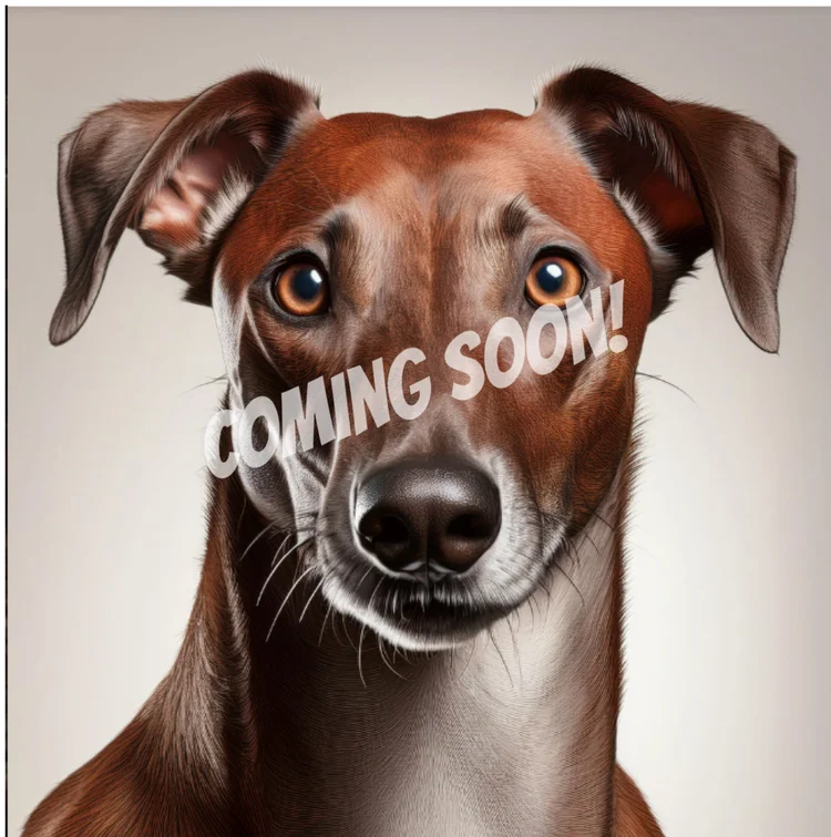 Adoptable Greyhounds — Greyhounds Only, Inc