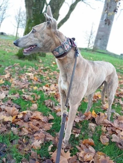 Adoptable Greyhounds — Greyhounds Only, Inc
