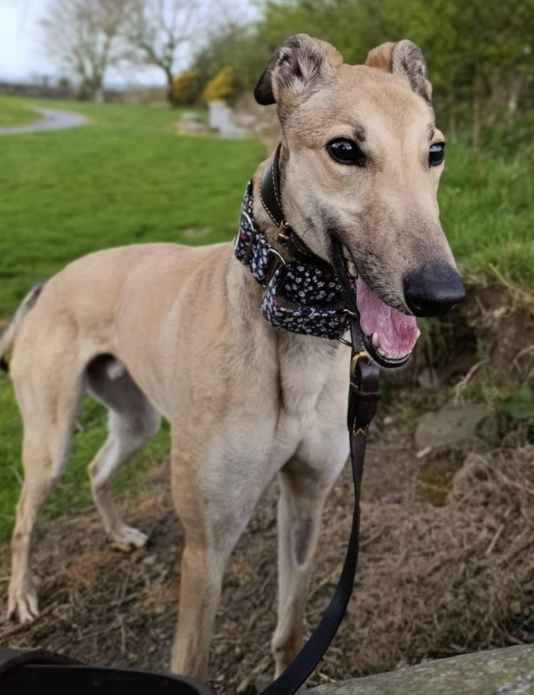Adoptable Greyhounds — Greyhounds Only, Inc