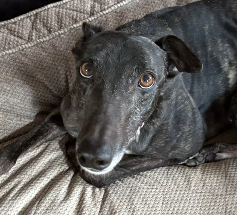 Adoptable Greyhounds — Greyhounds Only, Inc