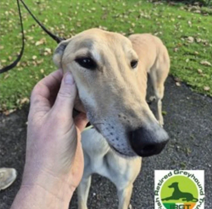 Adoptable Greyhounds — Greyhounds Only, Inc