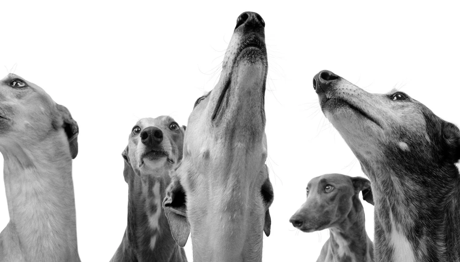 Adoptable Greyhounds — Greyhounds Only, Inc