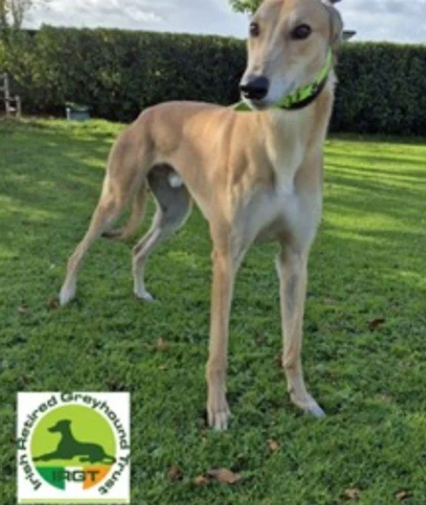 Adoptable Greyhounds — Greyhounds Only, Inc