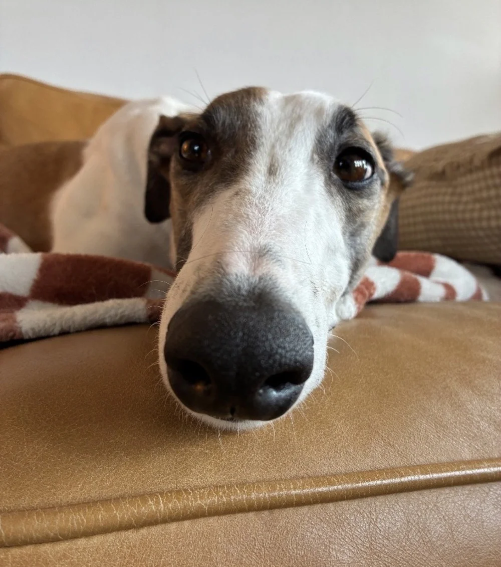 Adoptable Greyhounds — Greyhounds Only, Inc