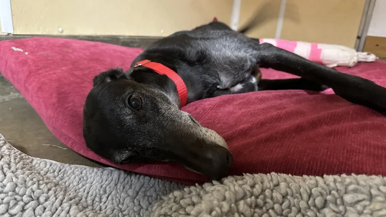 Adoptable Greyhounds — Greyhounds Only, Inc