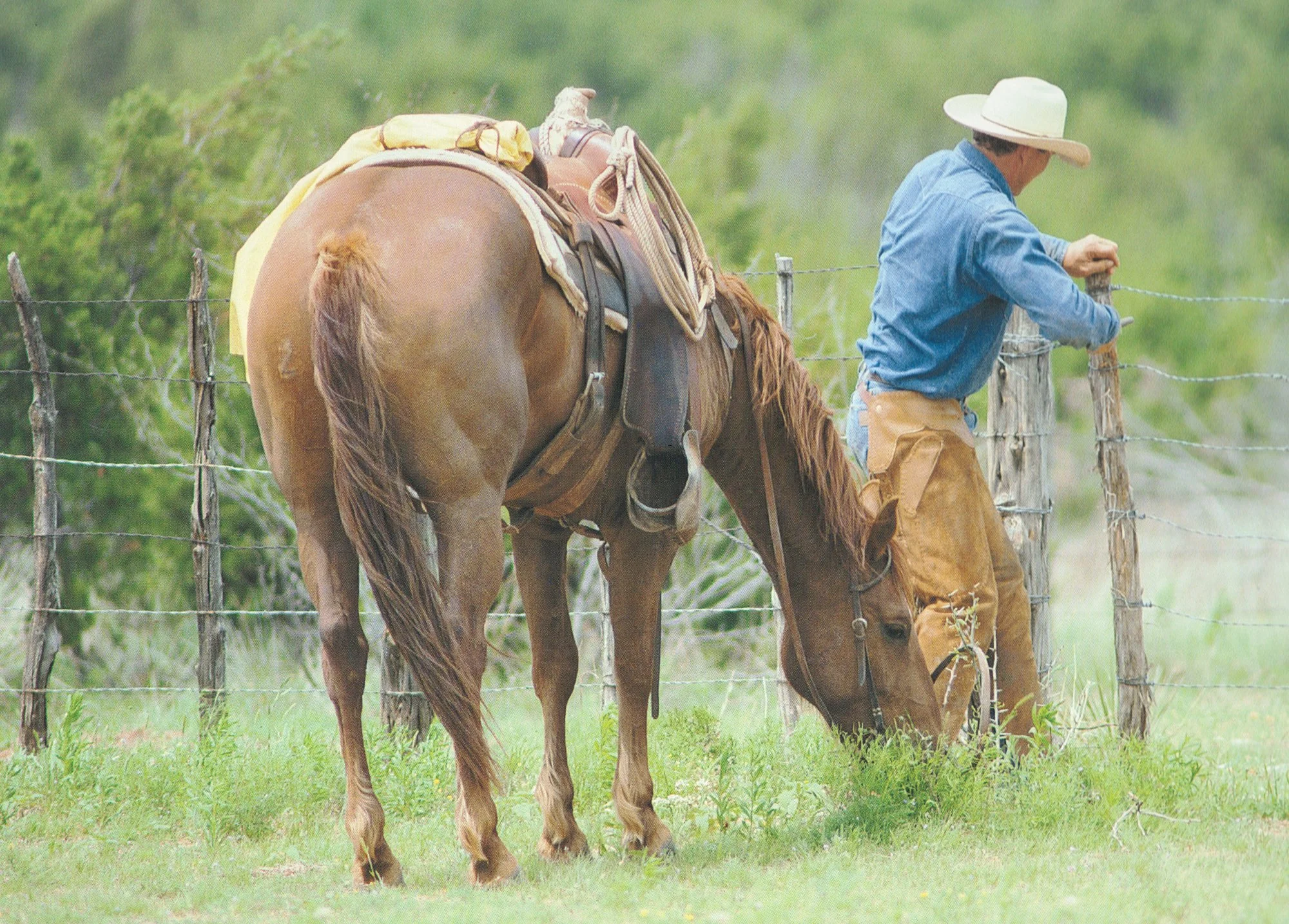 HORSES — The Pitchfork Ranch