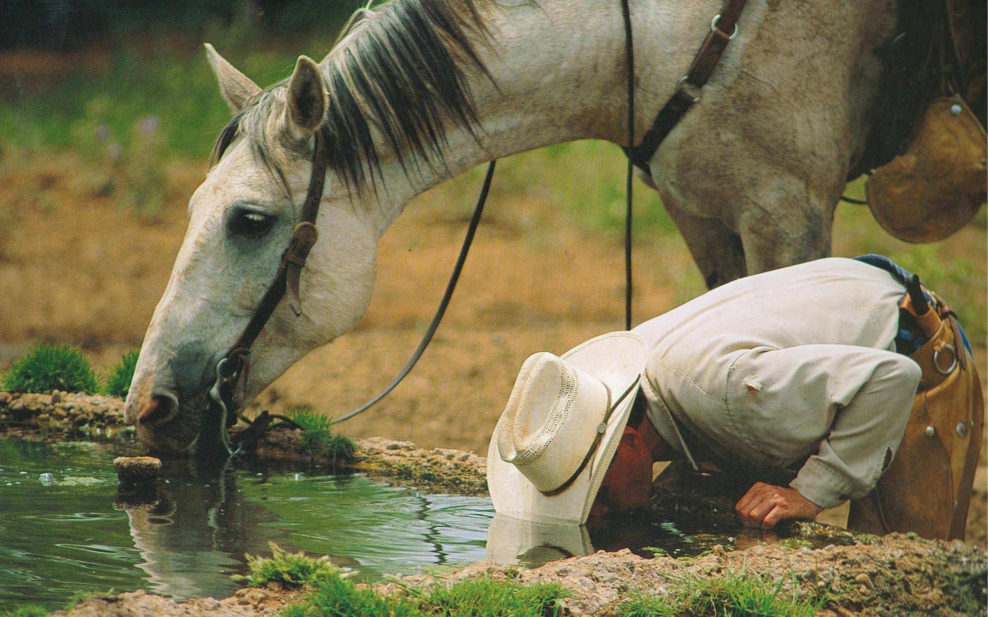 HORSES — The Pitchfork Ranch