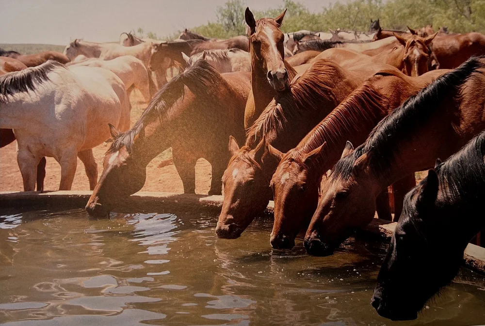 THE RANCH — The Pitchfork Ranch