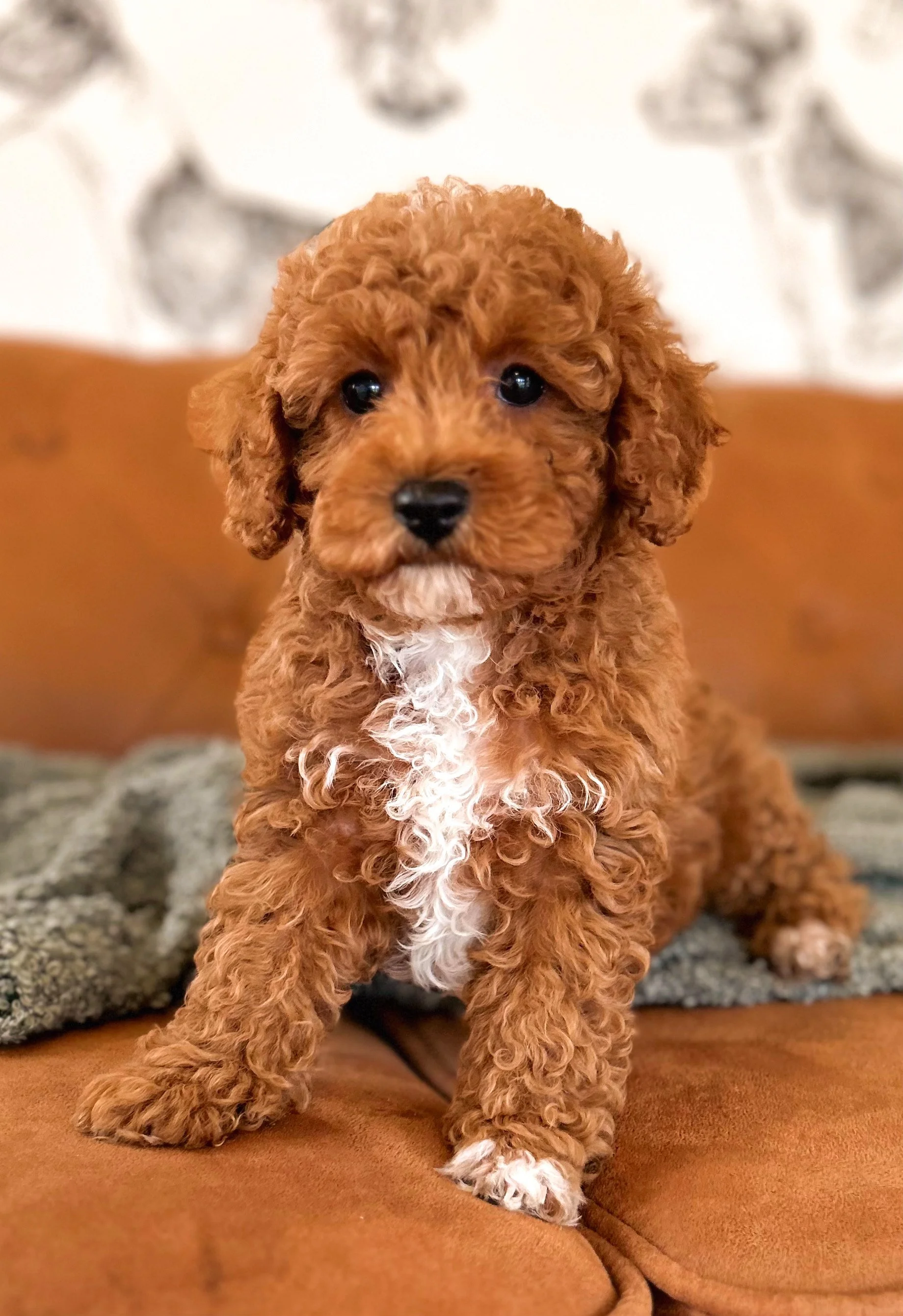 Male cavoodle puppies for sale — Theodorables & Co