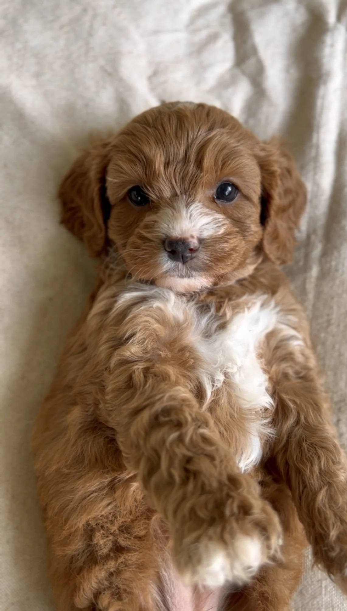 Male cavoodle puppies for sale — Theodorables & Co