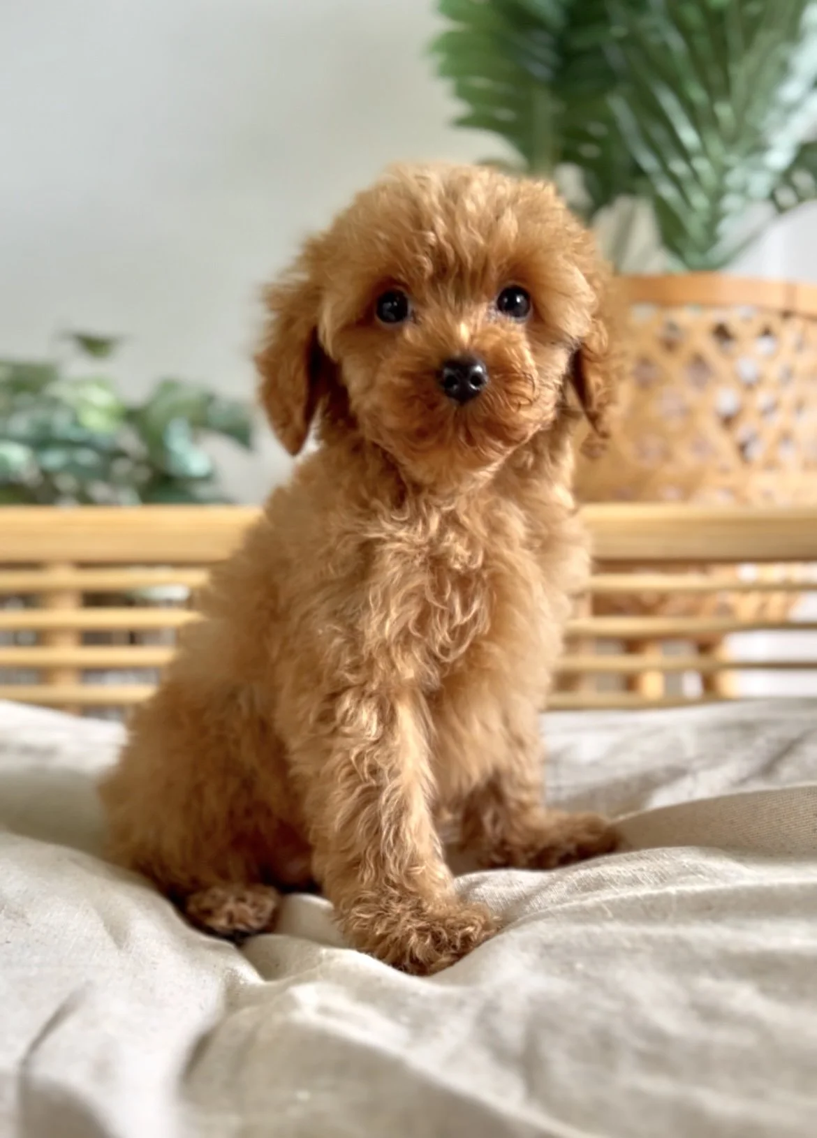 Male cavoodle puppies for sale — Theodorables & Co