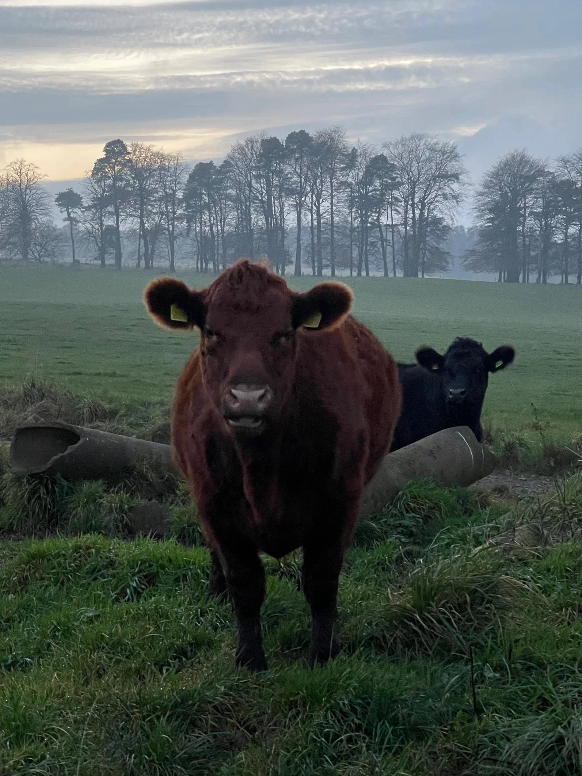 A Journey Through Angus Heritage — Thomas Angus Ranch