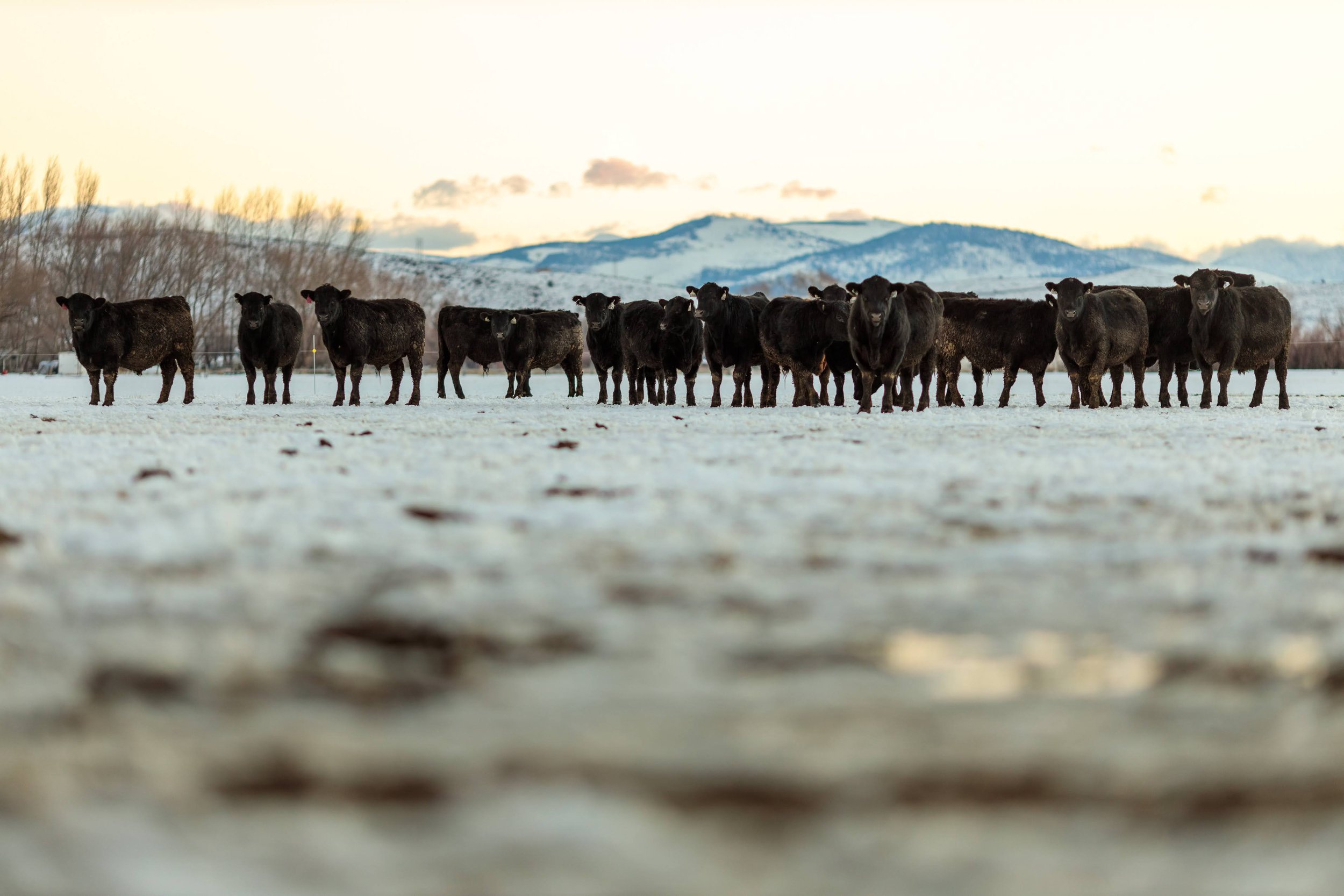 Sales — Thomas Angus Ranch