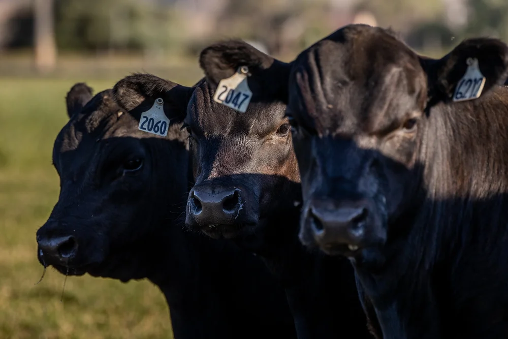 Sales — Thomas Angus Ranch