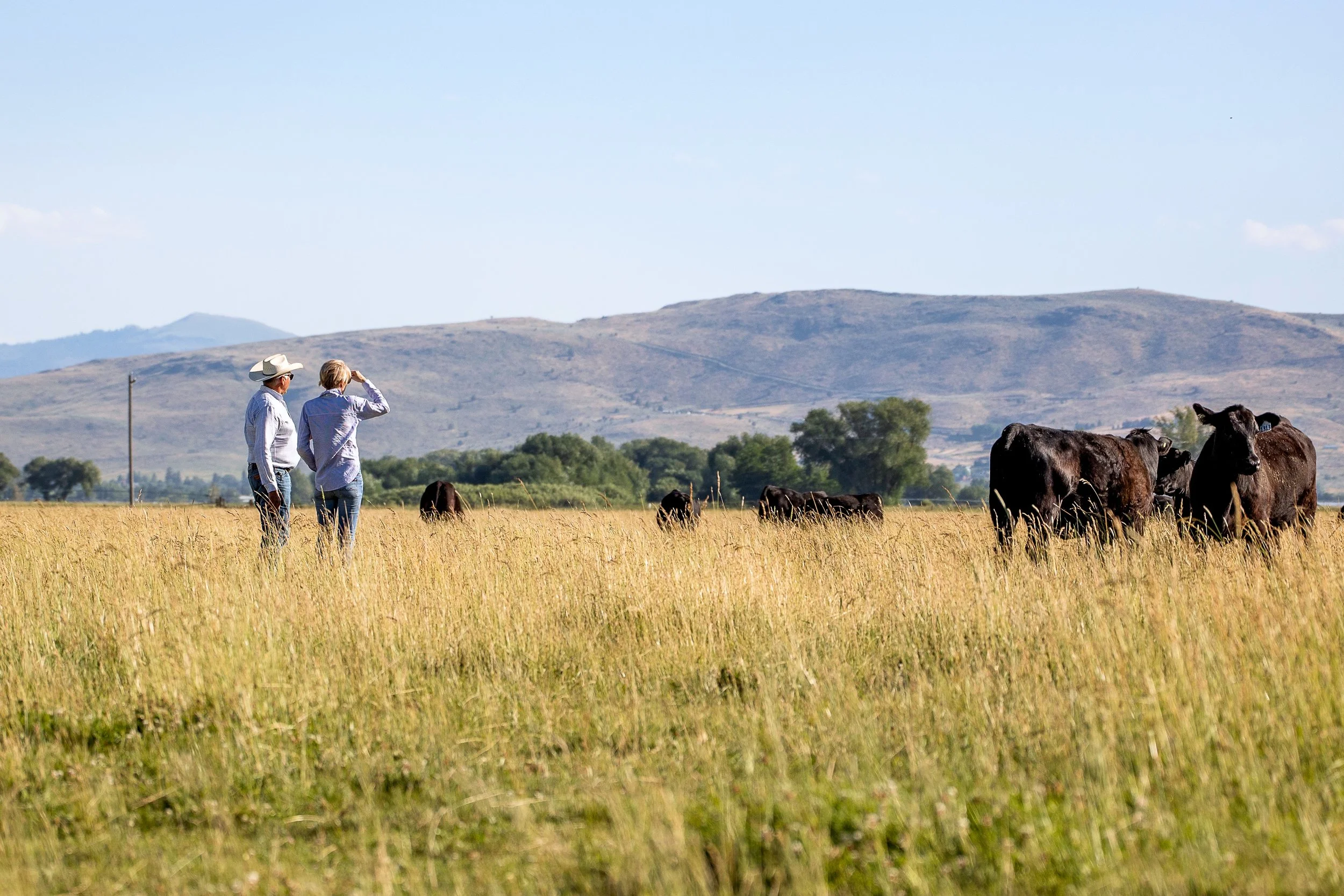 Sales — Thomas Angus Ranch