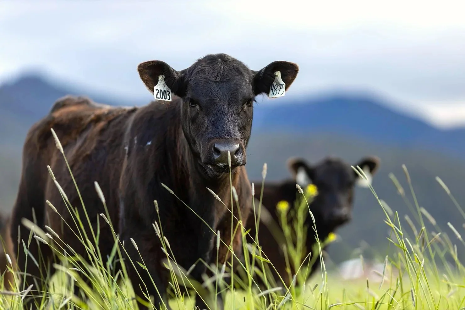 Valuable traits that Angus breeders should select for in 2023. — Thomas ...