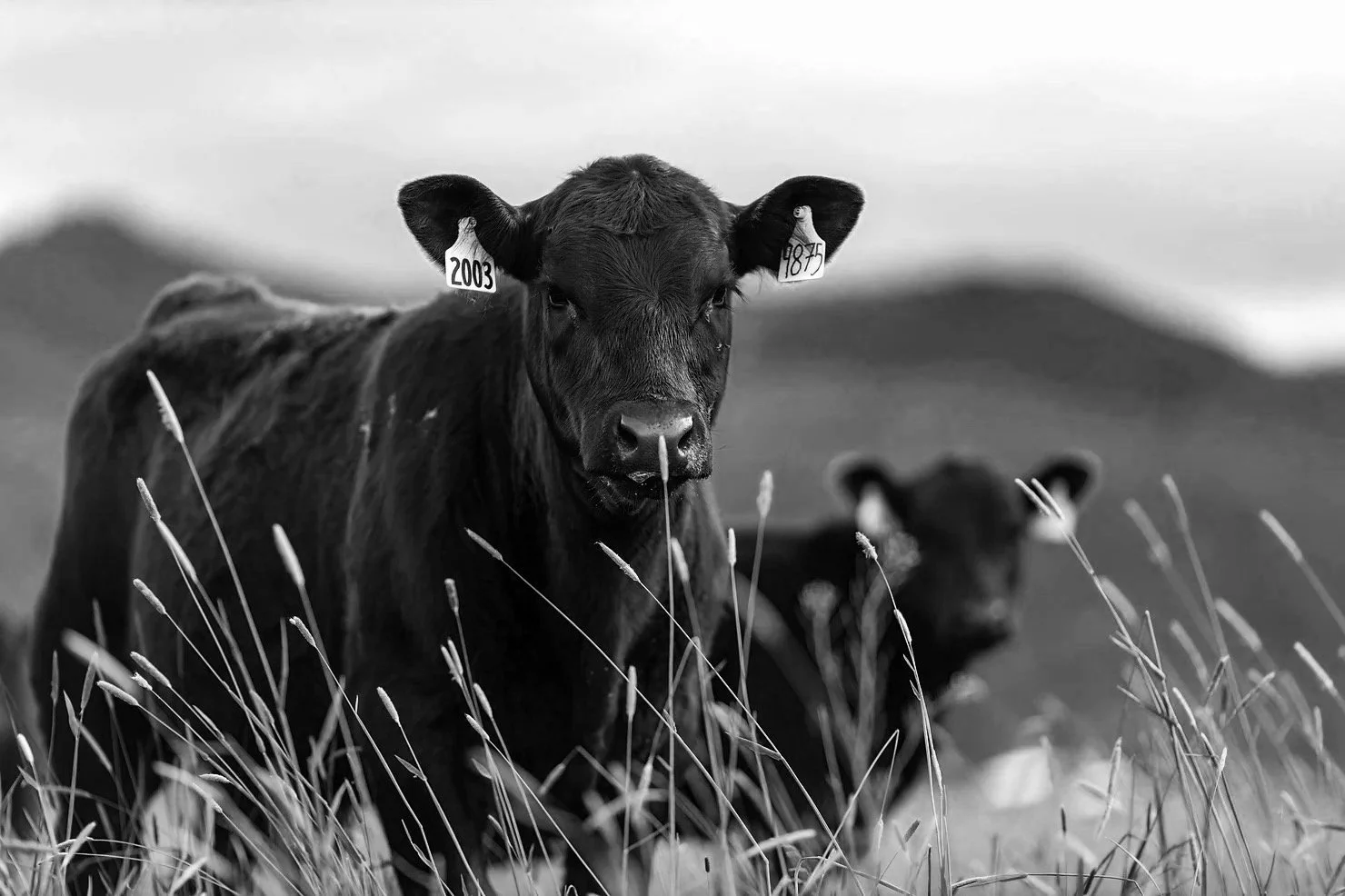 Contact — Thomas Angus Ranch