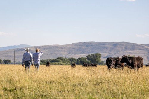 About — Thomas Angus Ranch