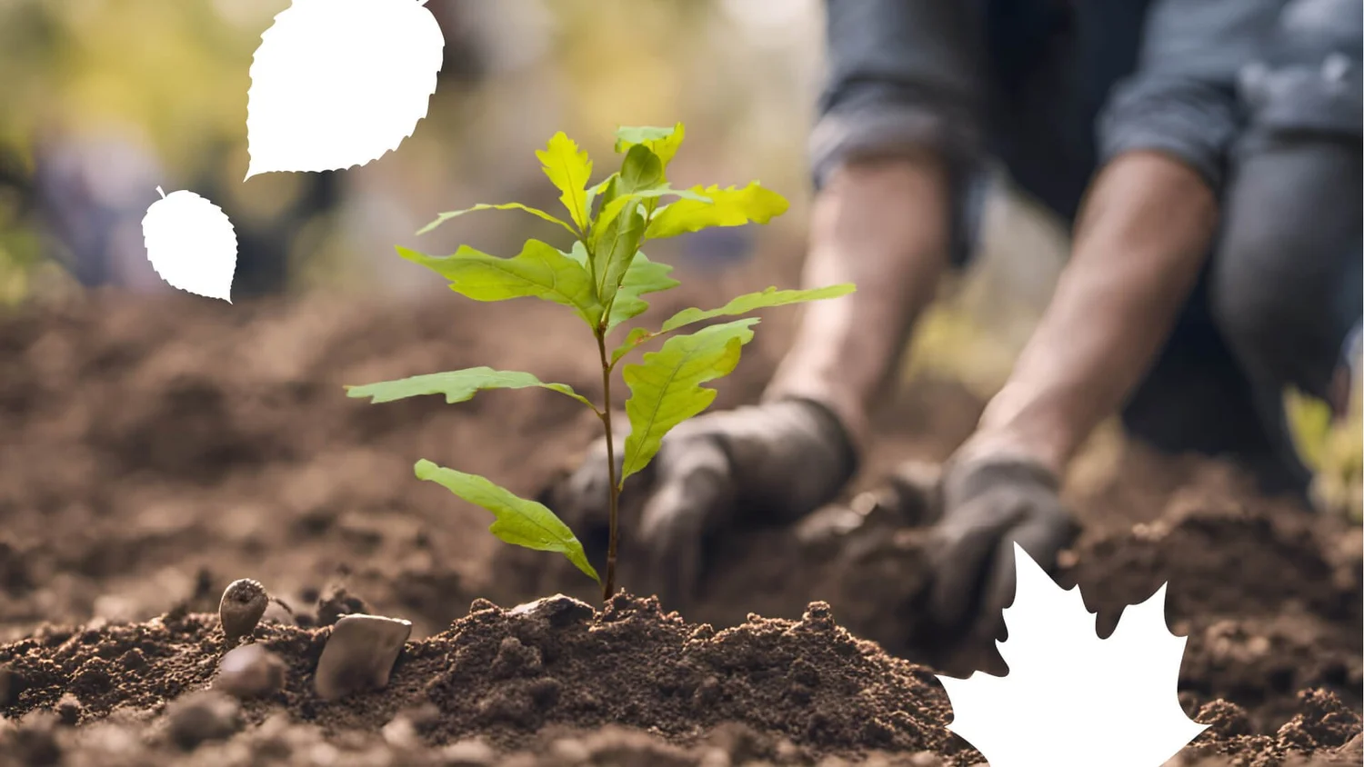 Get Involved | Raise: Cumbria Community Forest