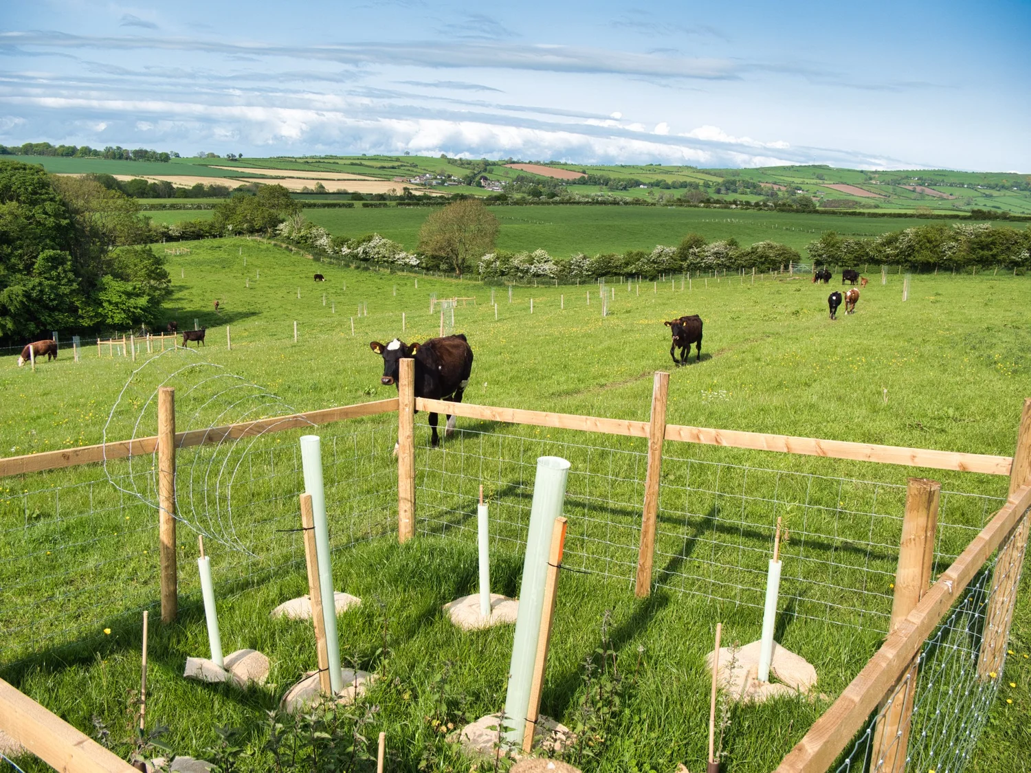 Park House Farm | Raise: Cumbria Community Forest
